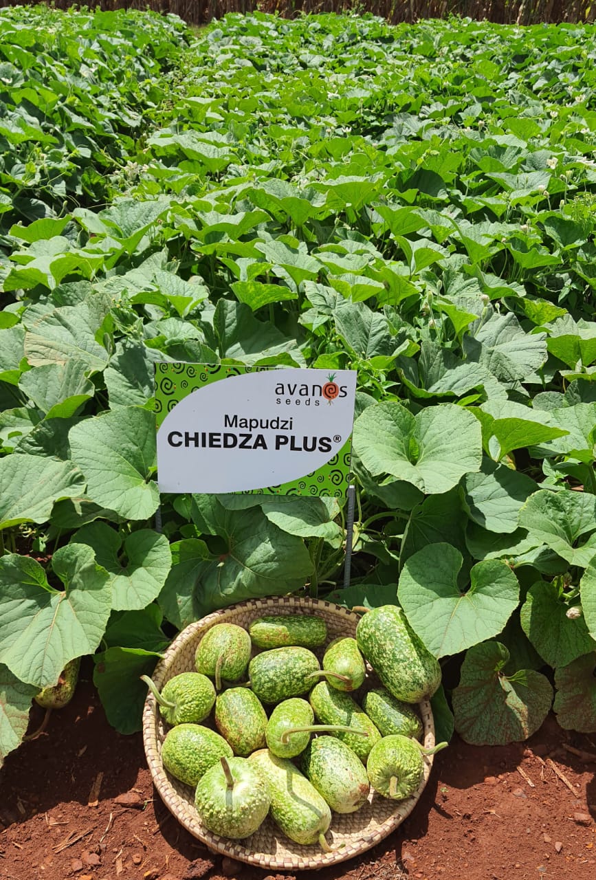 Mapudzi Chiedza Plus | Avanos Seeds