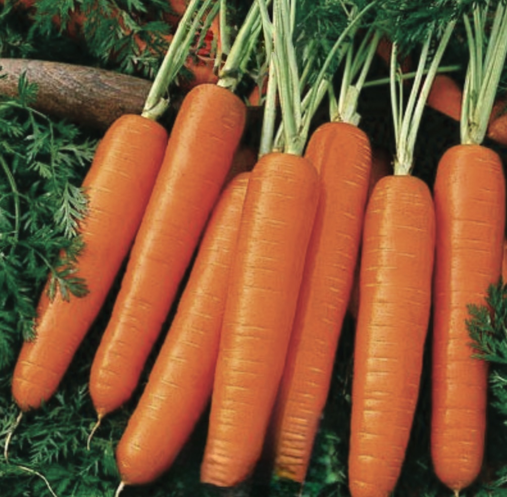 Carrot Nantes | Avanos Seeds