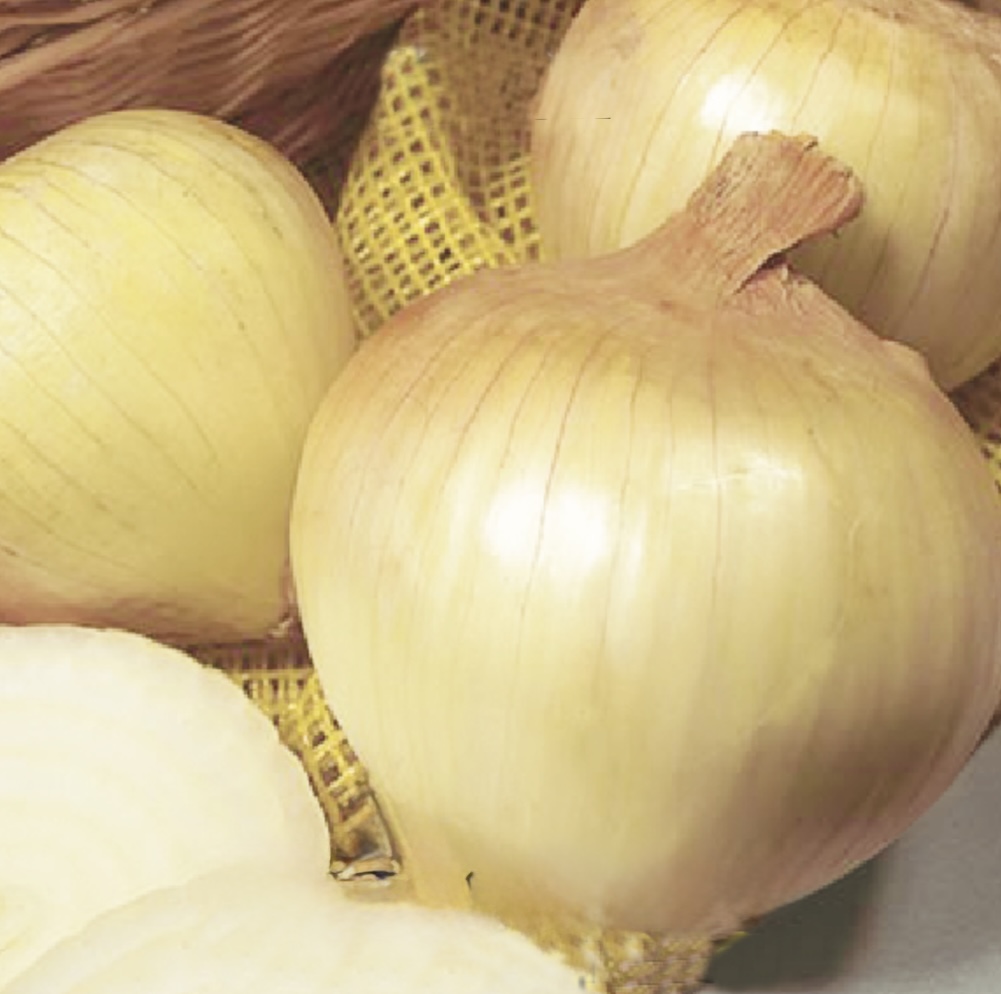 Onion Texas Grano | Avanos Seeds