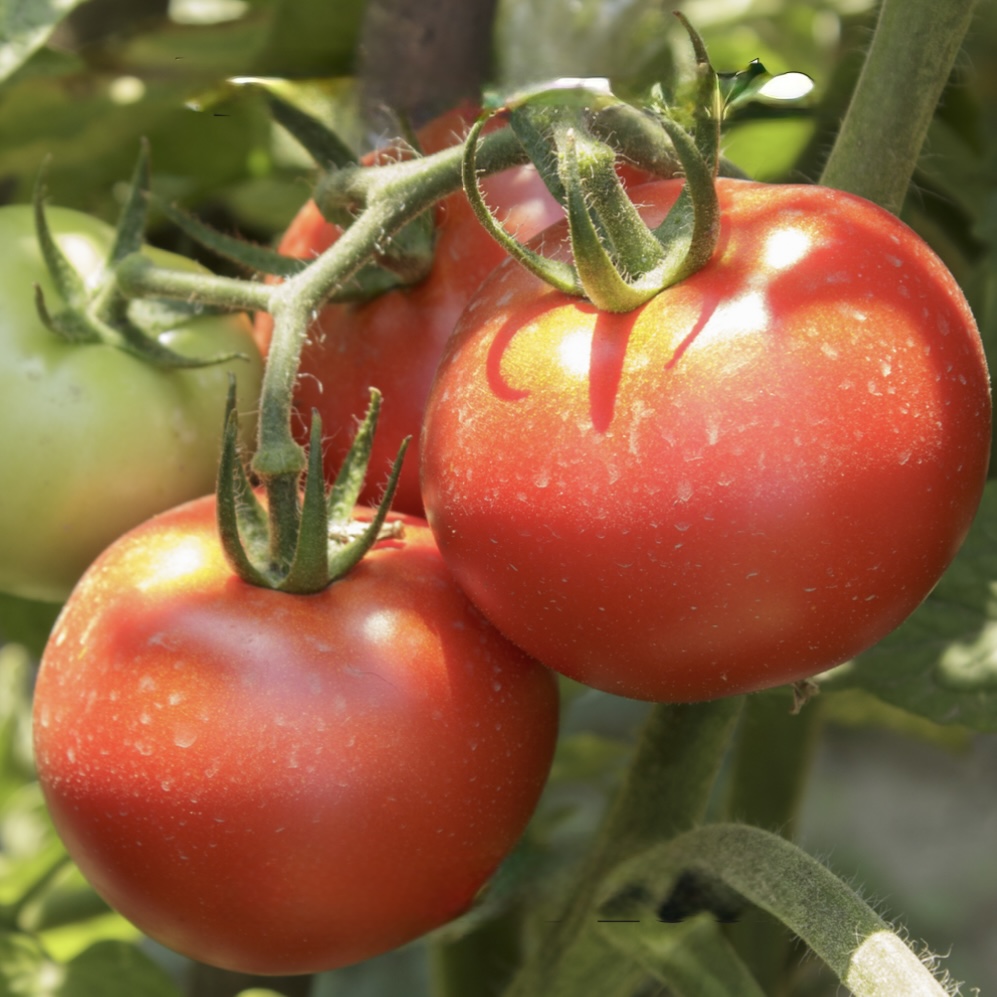 Tomato Royale Plus | Avanos Seeds