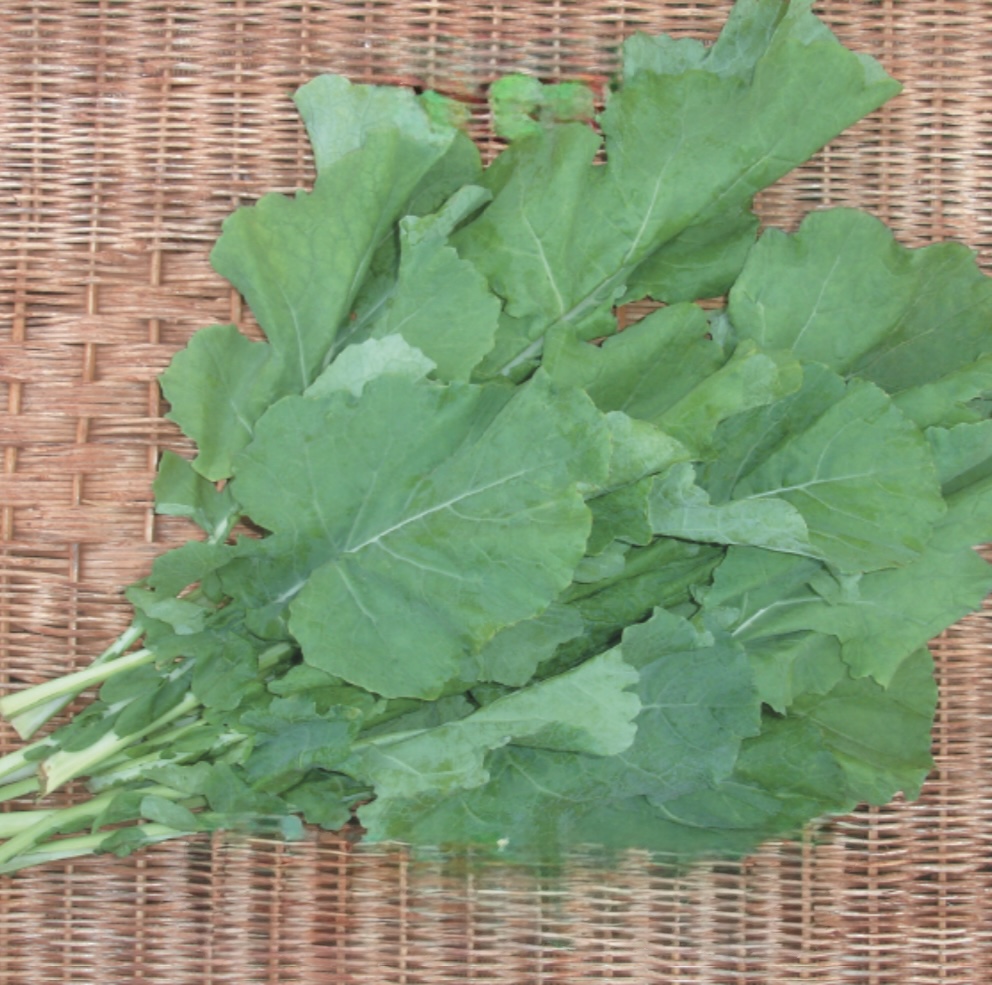 Rape Varieties | Avanos Seeds