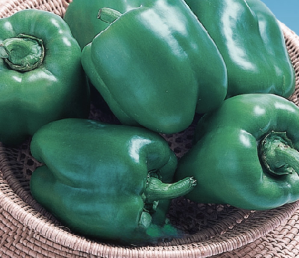 Pepper Varieties | Avanos Seeds