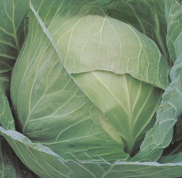 Cabbage Varieties | Avanos Seeds