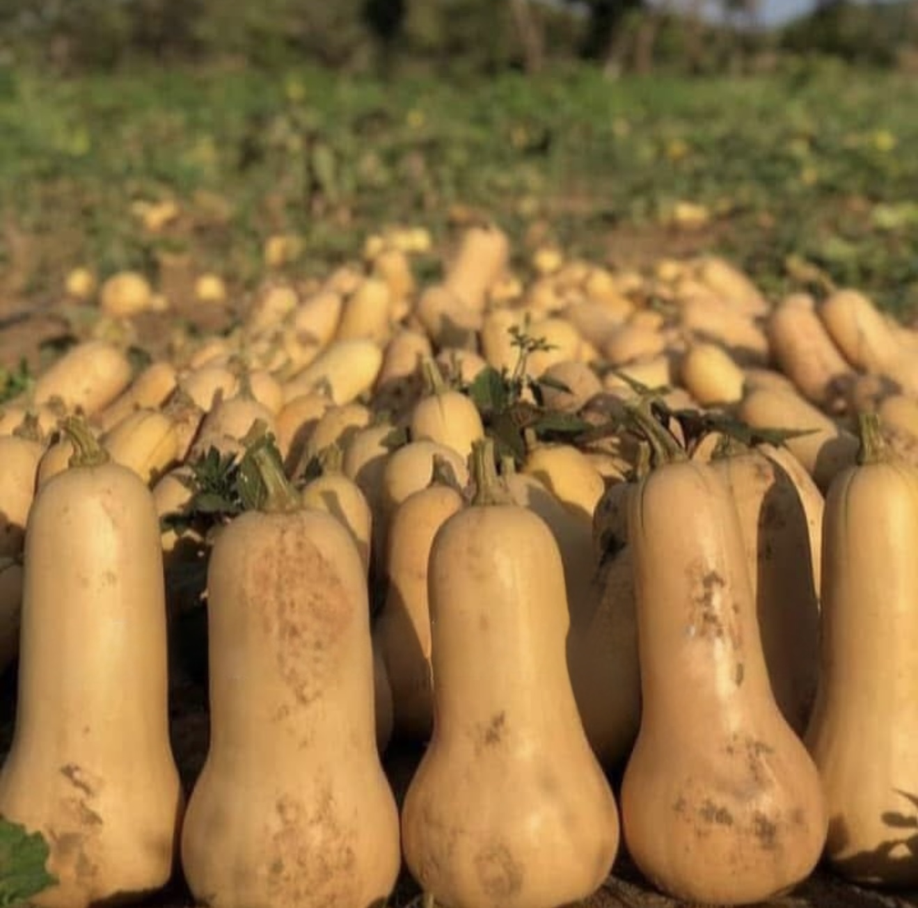 Butternut Varieties | Avanos Seeds