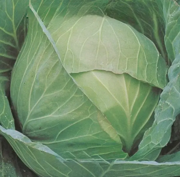 Cabbage Indica PLUS harvest time | Avanos Seeds